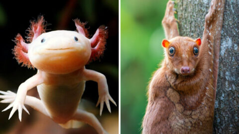 10 Underrated Animals That Will Surprise and Delight You