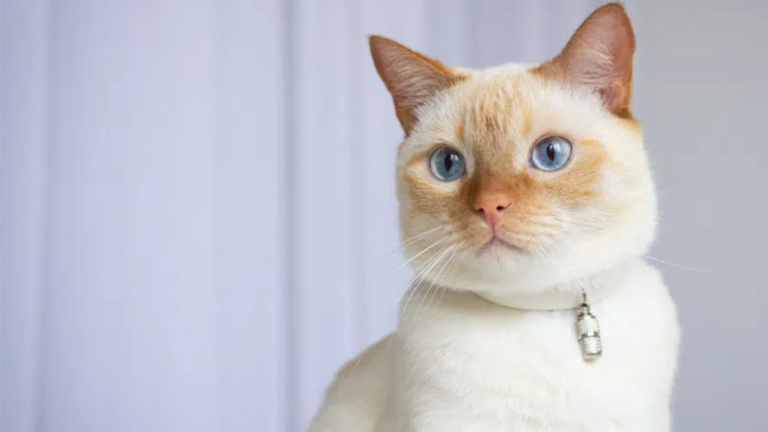 13 Beautiful Snowshoe Cat Colors