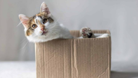 13 Reasons Why Cats Love Boxes, Explained by Experts