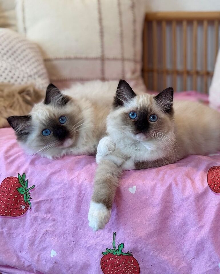 13 Furry Cat Breeds That Make the Best Snuggle Buddies