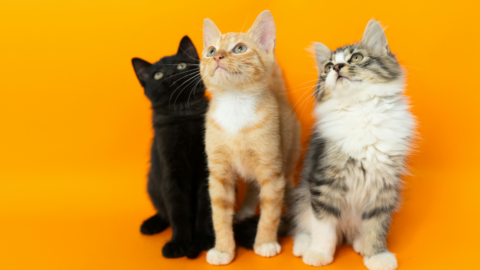 13 Furry Cat Breeds That Make the Best Snuggle Buddies