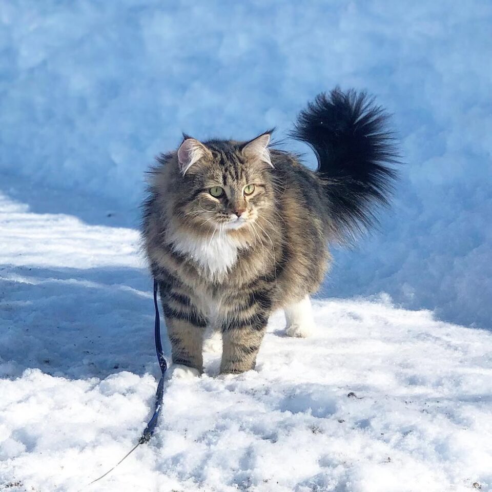 13 Furry Cat Breeds That Make the Best Snuggle Buddies