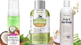 14 Best Shampoos For Persian Cats That Are Purrfect