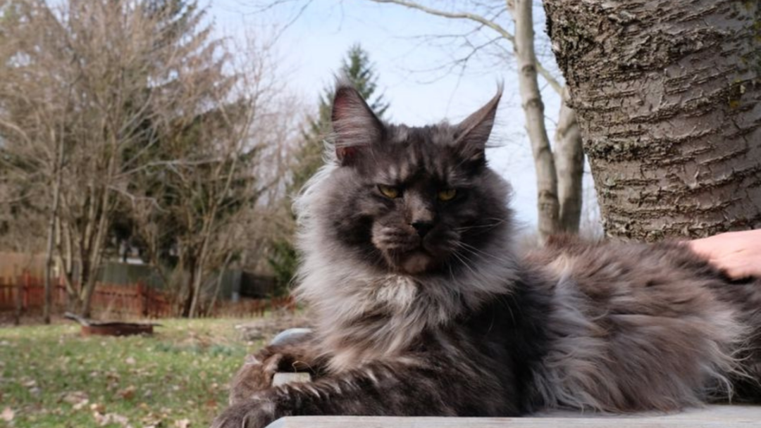 15 Things You Didn’t Know About the Smoke Maine Coon