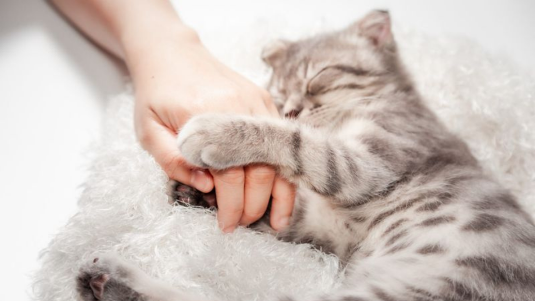 15 Ways of Understanding Your Cat’s Silent Language