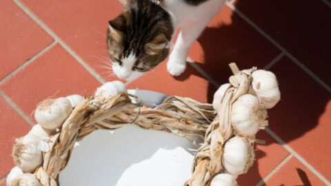 15 Scents Cats Absolutely Hate – Keep These Away From Your Feline!