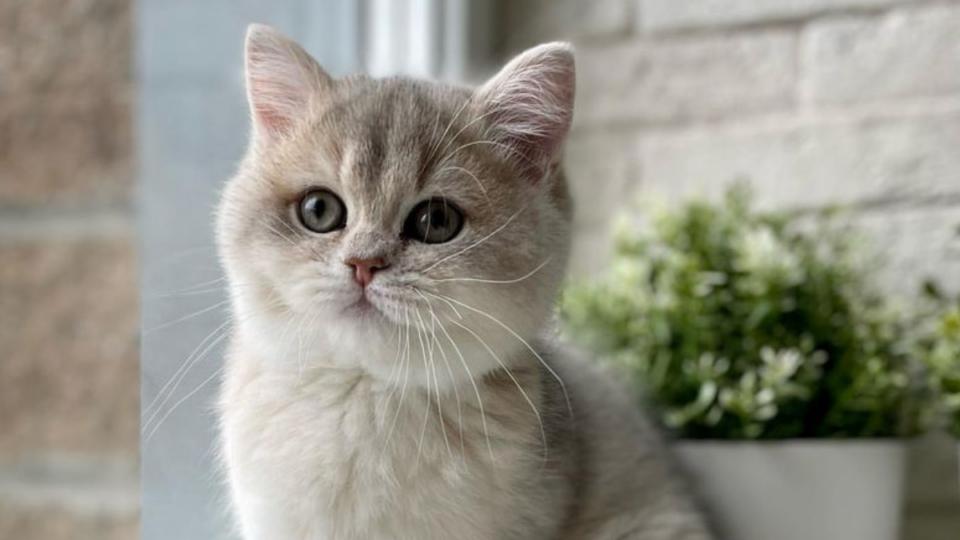 20 Calm and Gentle Cat Breeds That Fit Perfectly into Relaxing Homes