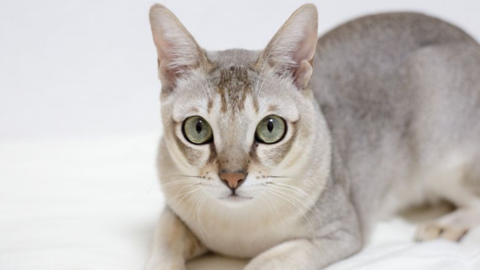 20 Rare and Unusual Cat Breeds You Probably Haven’t Heard Of