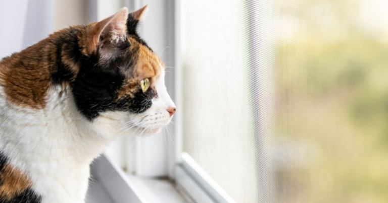 5 Fascinating Facts About How Cats See the World That Will Blow Your Mind