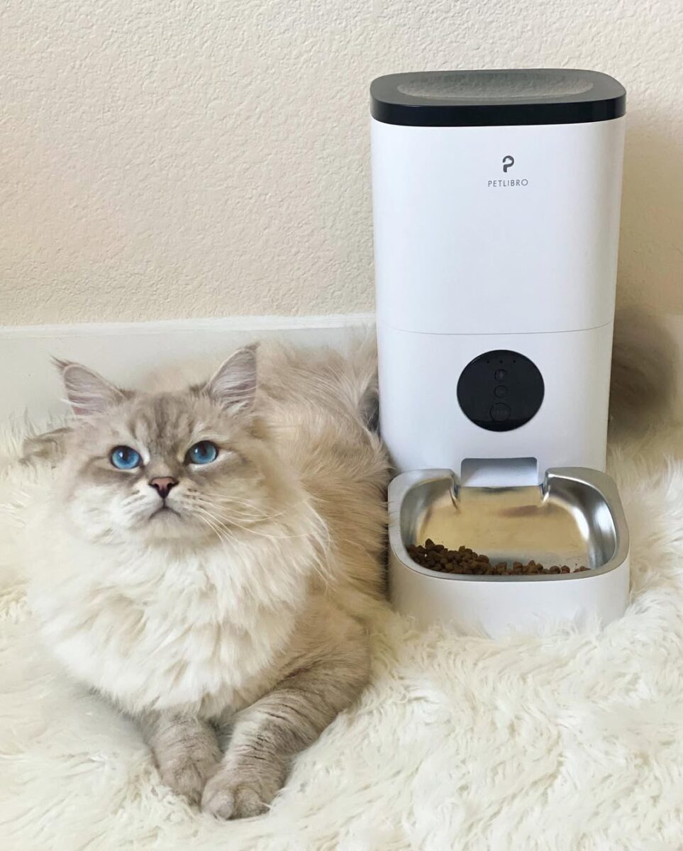 12 Ways Smart Gadgets Are Making Life Better for Cats (and Their Humans)