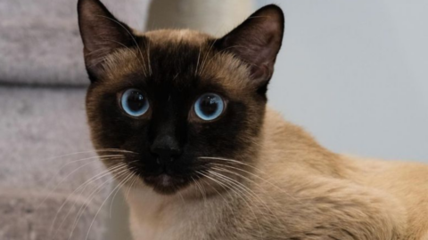 10 Types of Siamese Cats and Their Special Traits