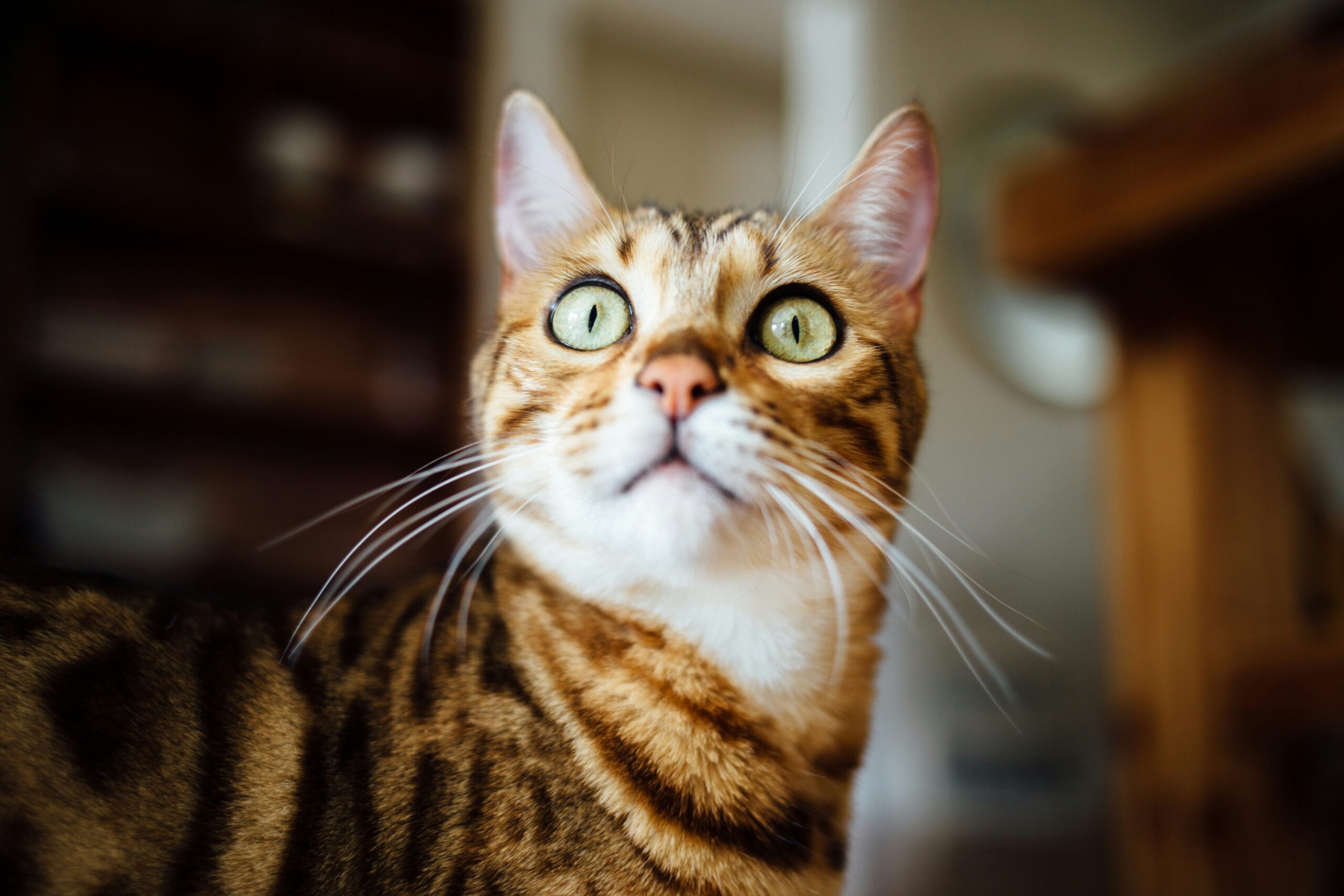10 Cat Behaviors That Speak Louder Than a Meow