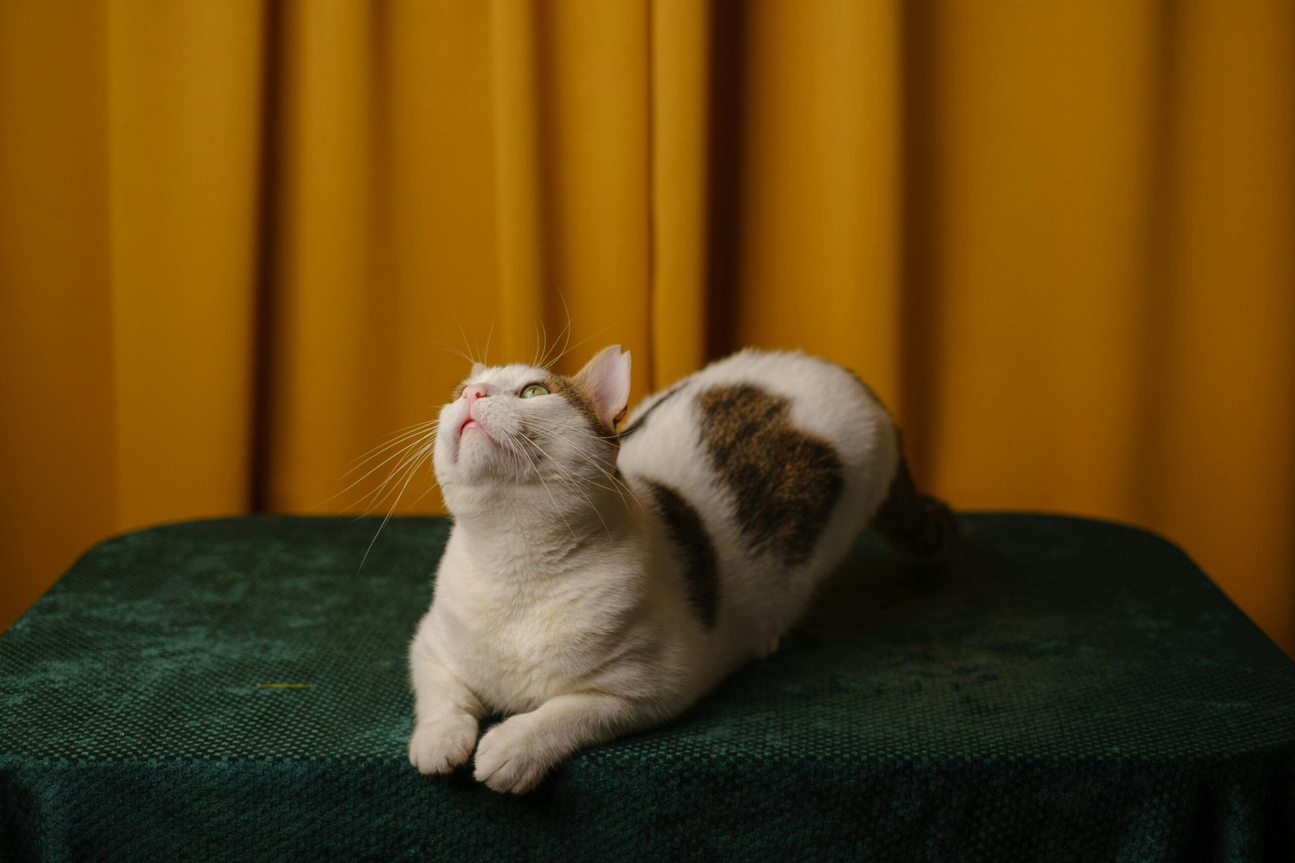 10 Cat Behaviors That Speak Louder Than a Meow