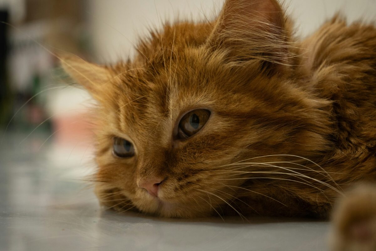 10 Cat Behaviors That Speak Louder Than a Meow