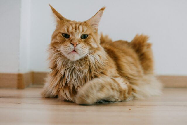 10 Cat Behaviors That Speak Louder Than a Meow