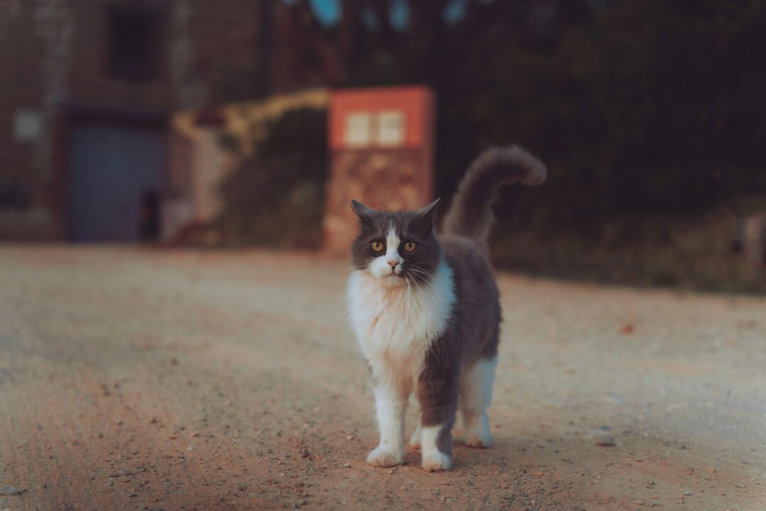 10 Cat Behaviors That Speak Louder Than a Meow