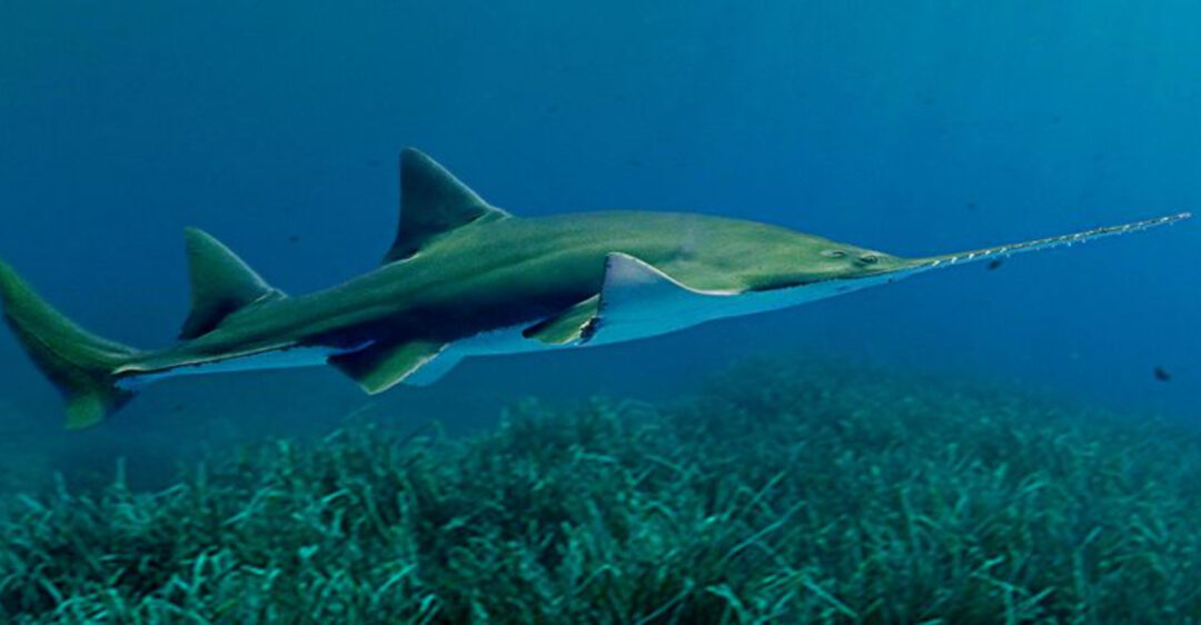 A Definitive Ranking of the 10 Largest Fish Species on Earth