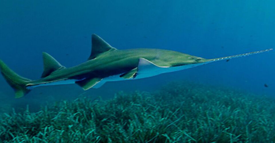 A Definitive Ranking of the 10 Largest Fish Species on Earth