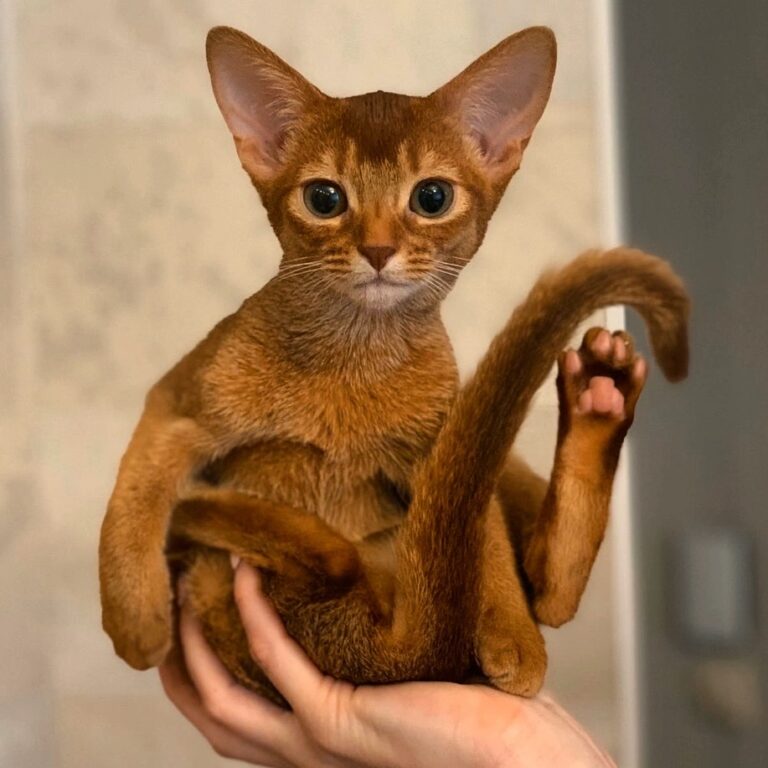 10 Orange Cat Breeds That Will Steal Your Heart