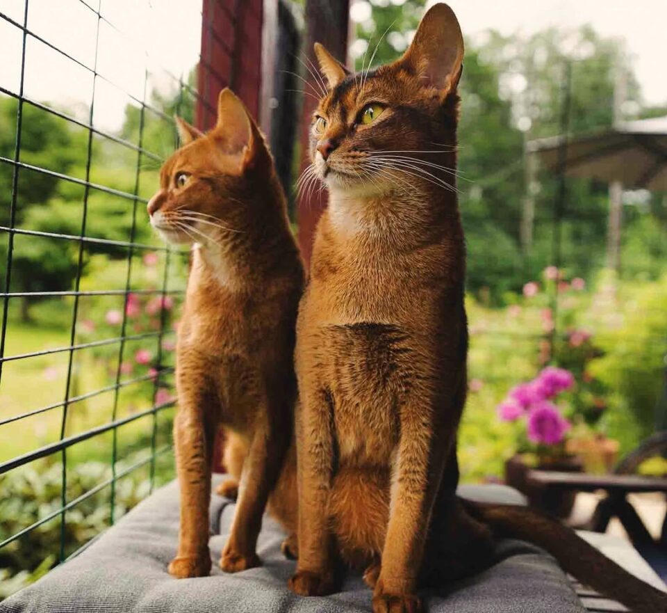 These are the 11 Strongest Cat Breeds in the World