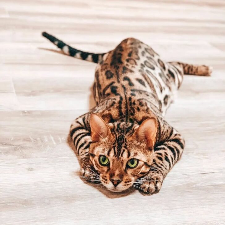 These are the 11 Strongest Cat Breeds in the World
