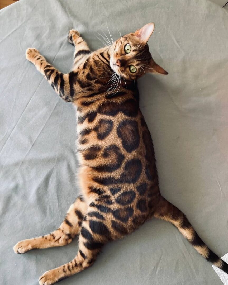 10 Orange Cat Breeds That Will Steal Your Heart