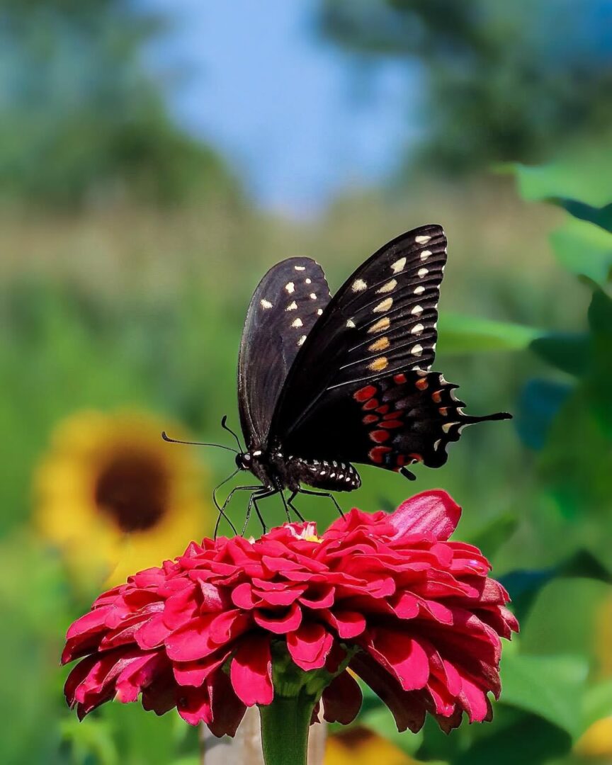 10 Beautiful Butterfly Colors and Their Hidden Meanings Explained