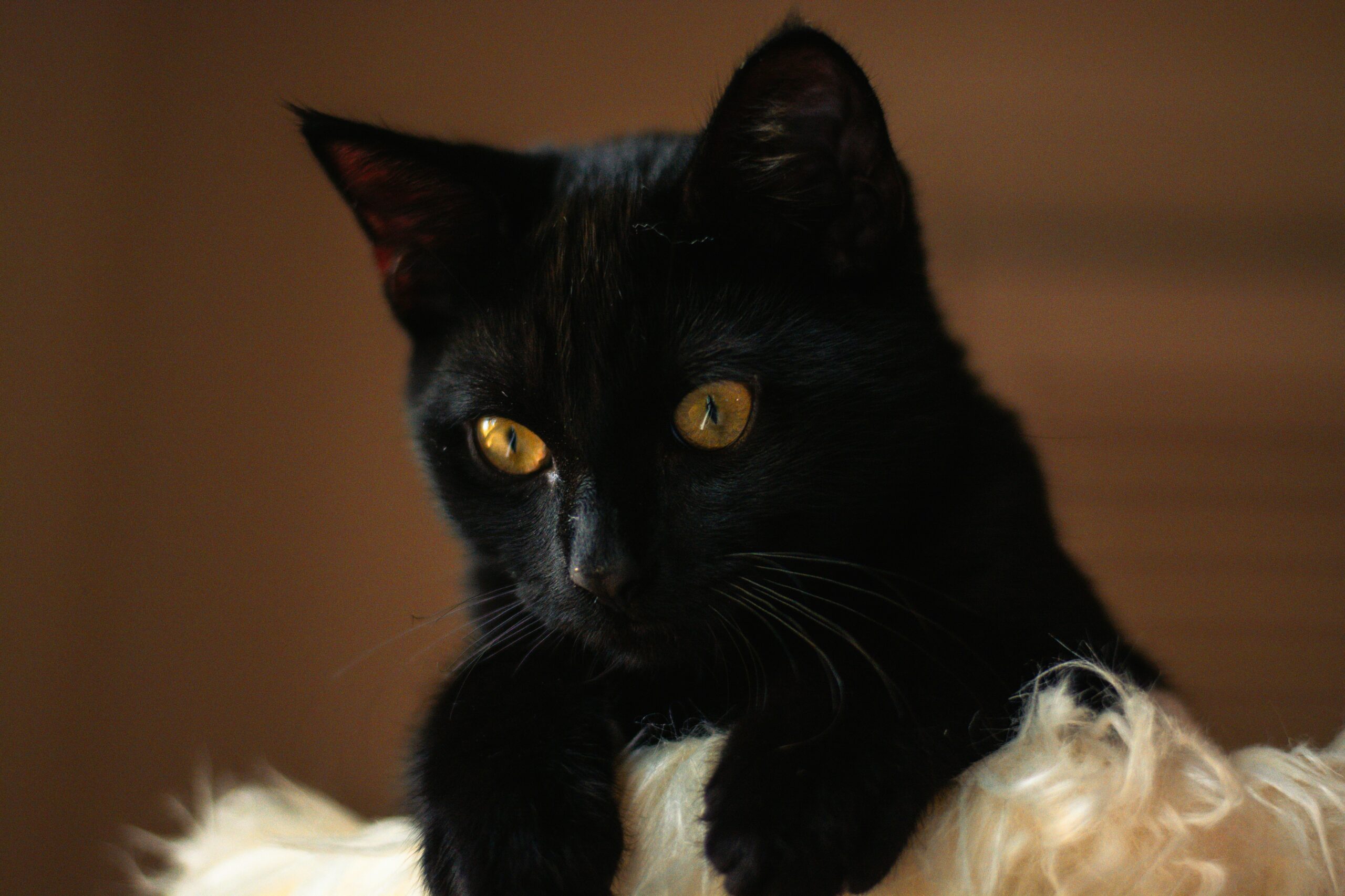 Uncovering the Truth Behind 10 Cat Myths That Have Fooled Pet Lovers ...