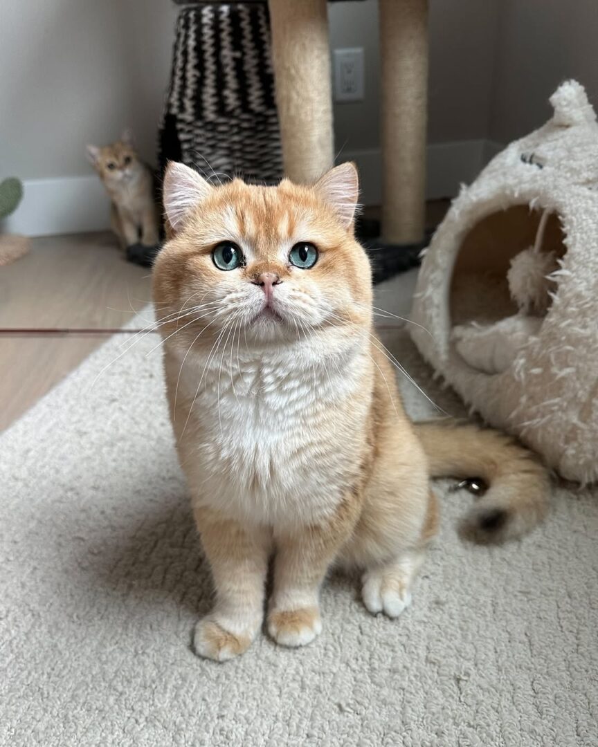 10 Orange Cat Breeds That Will Steal Your Heart