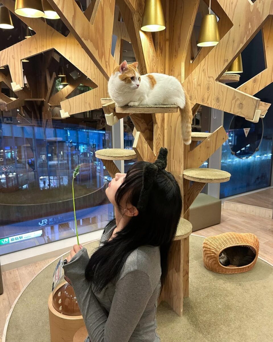 The Ultimate Guide to 14 Cat-Friendly Destinations You’ll Love