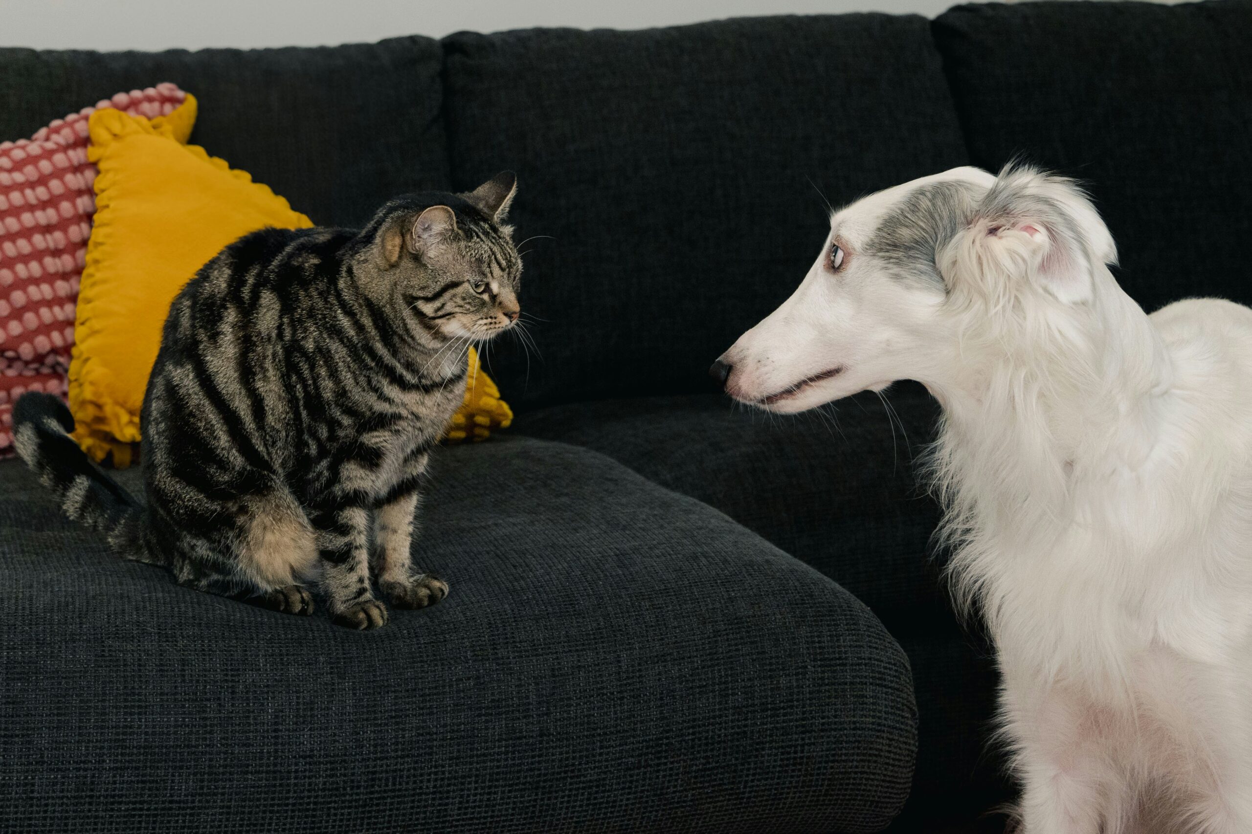 Uncovering the Truth Behind 10 Cat Myths That Have Fooled Pet Lovers ...
