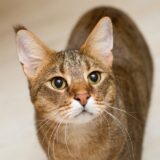 These are the 11 Strongest Cat Breeds in the World