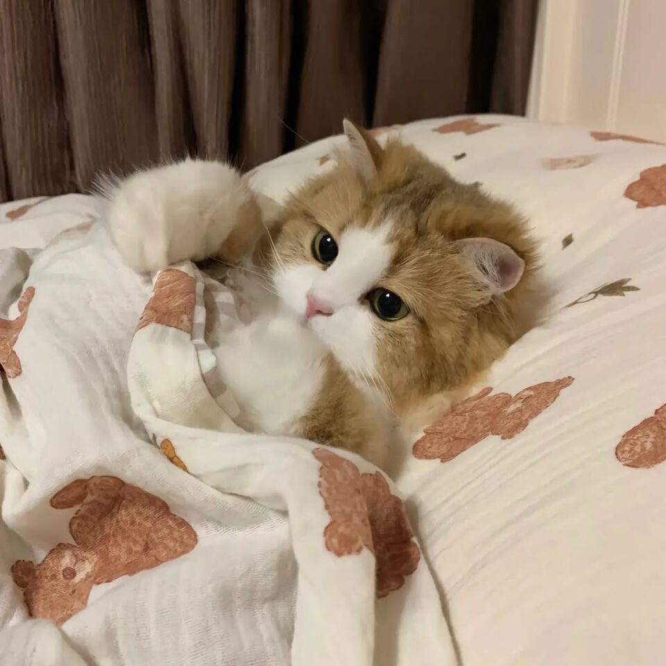 10 Powerful Solutions to Create a Safe and Calming Haven for Your ...