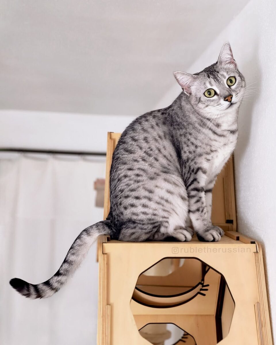 These are the 11 Strongest Cat Breeds in the World
