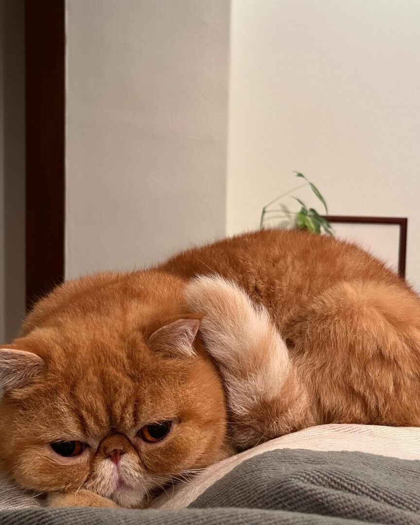 10 Orange Cat Breeds That Will Steal Your Heart