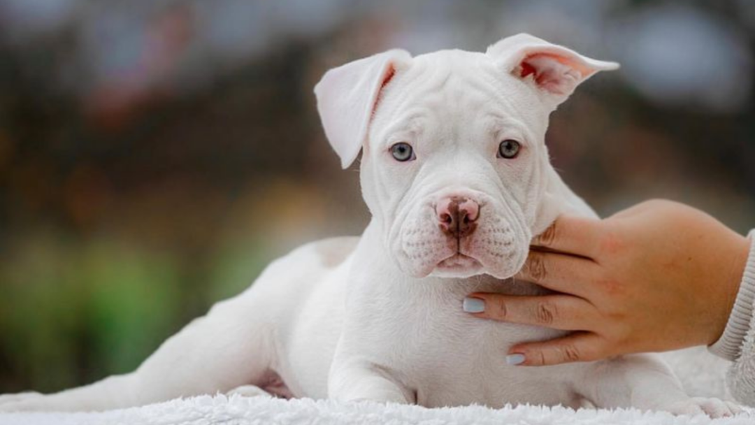 Explore 10 Beautiful American Bully Colors, From Common Favorites to ...