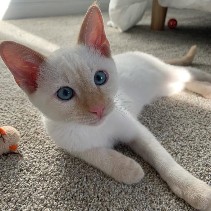 10 Stunning Blonde Cat Breeds You’ll Fall in Love With
