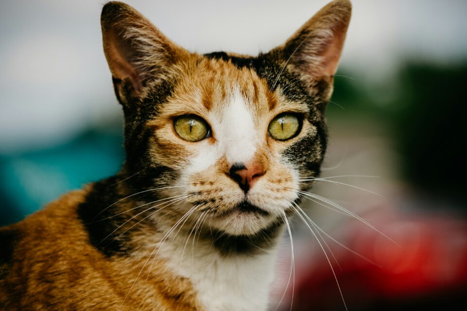 10 Astounding Facts That Prove Calico Cats Are Truly Special