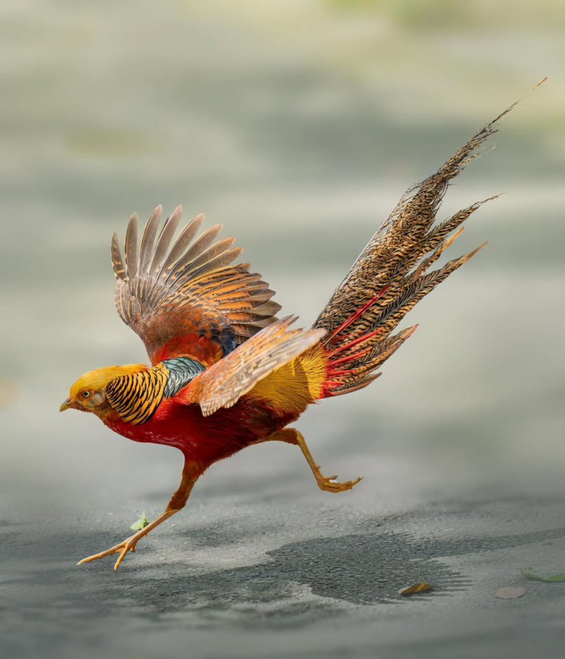 Meet the Birds With the Most Colorful Feathers You've Ever Seen