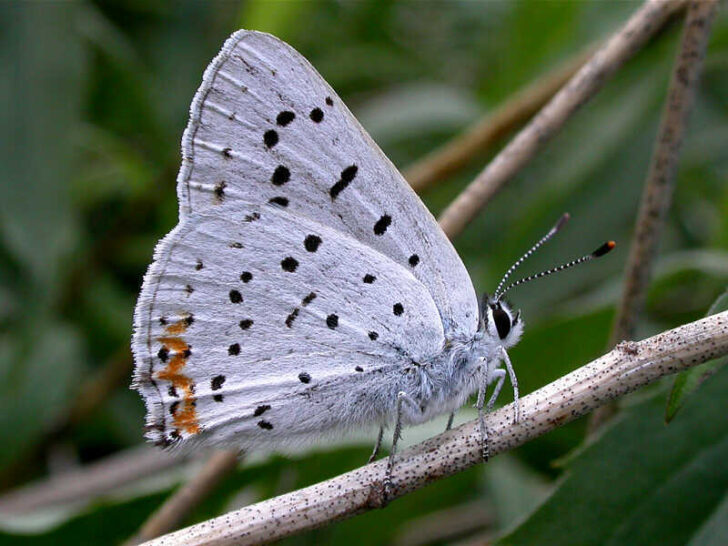 10 Beautiful Butterfly Colors and Their Hidden Meanings Explained