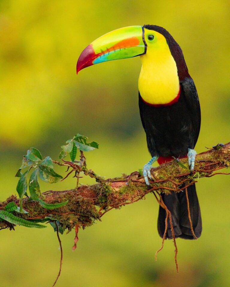 Meet the Birds With the Most Colorful Feathers You've Ever Seen