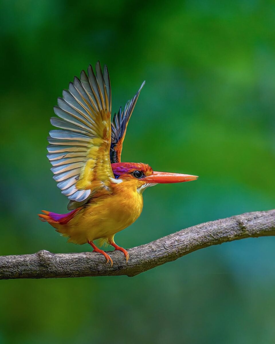 Meet the Birds With the Most Colorful Feathers You've Ever Seen