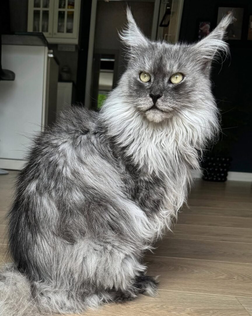 These are the 11 Strongest Cat Breeds in the World