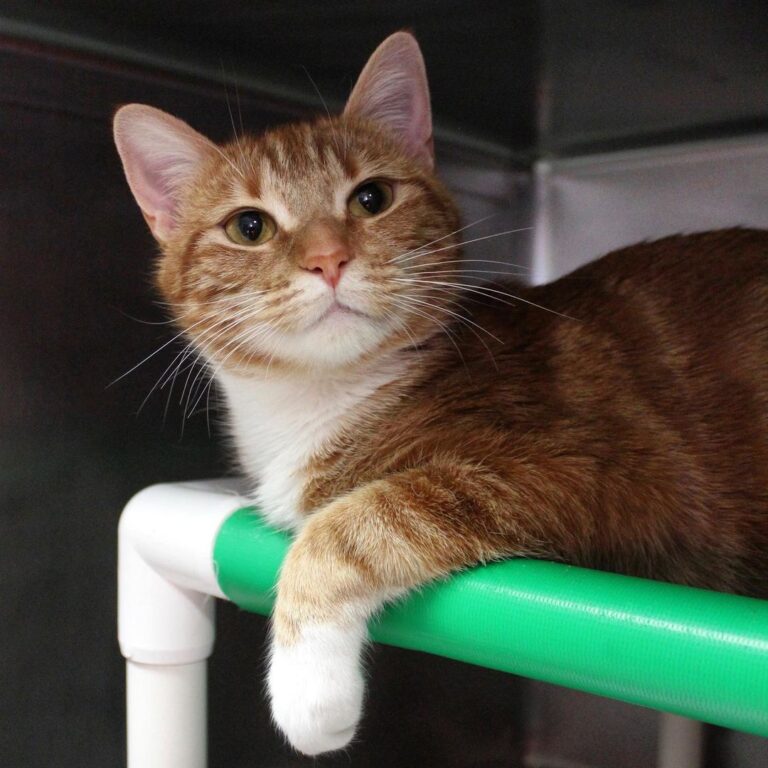 10 Orange Cat Breeds That Will Steal Your Heart