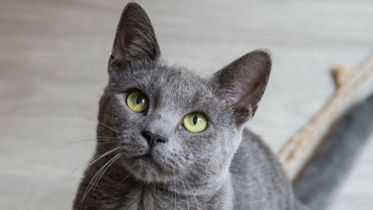 Meet 13 Grey Cat Breeds That Are Pure Purr-fection!