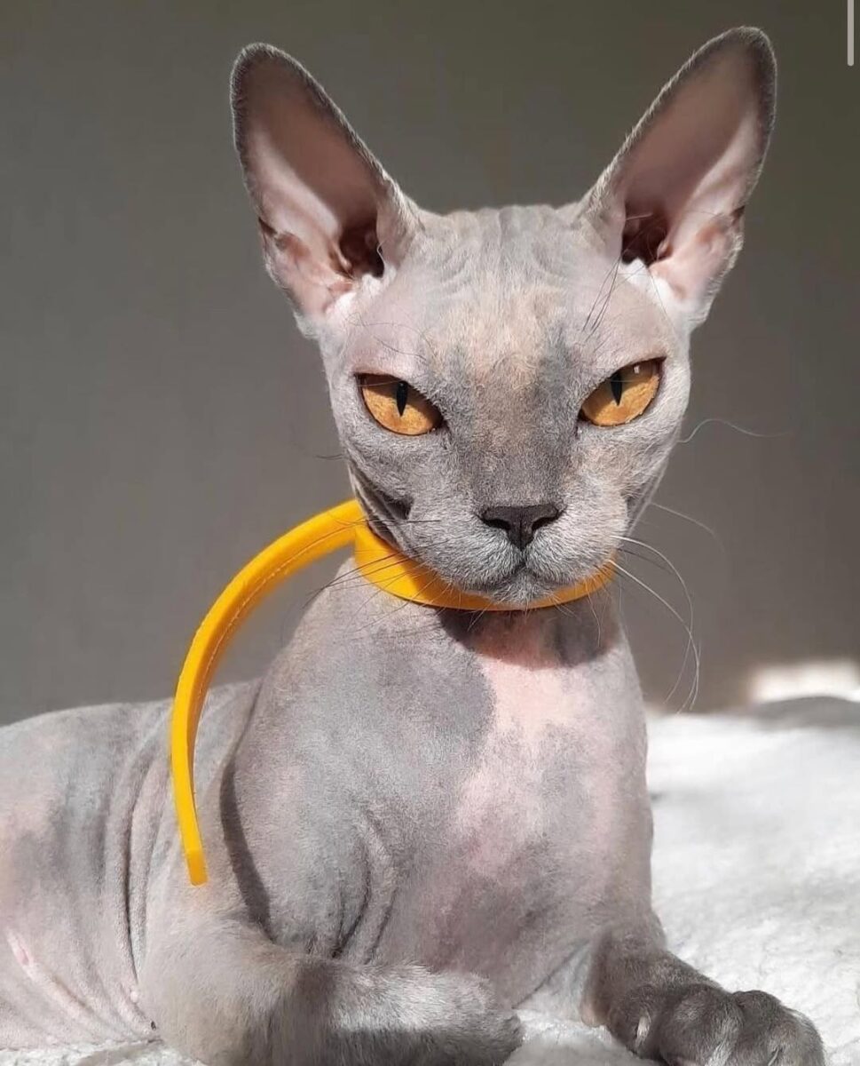 Meet 13 Grey Cat Breeds That Are Pure Purr-fection!