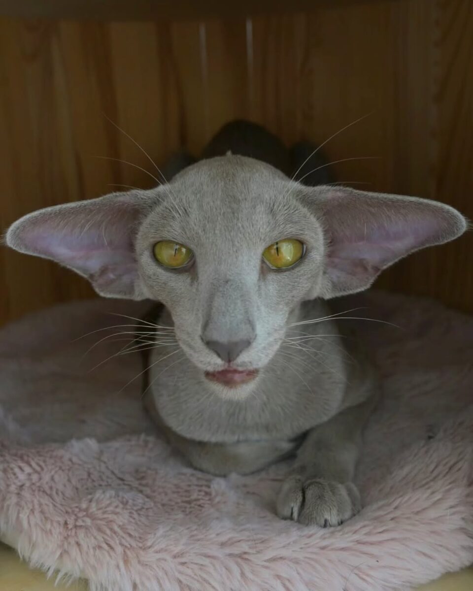 Meet 13 Grey Cat Breeds That Are Pure Purr-fection!
