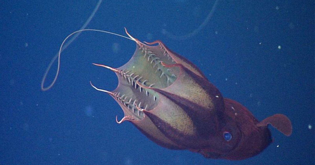 Meet the 5 Strangest Deep-Sea Creatures That Lurk in the Bottom of the ...