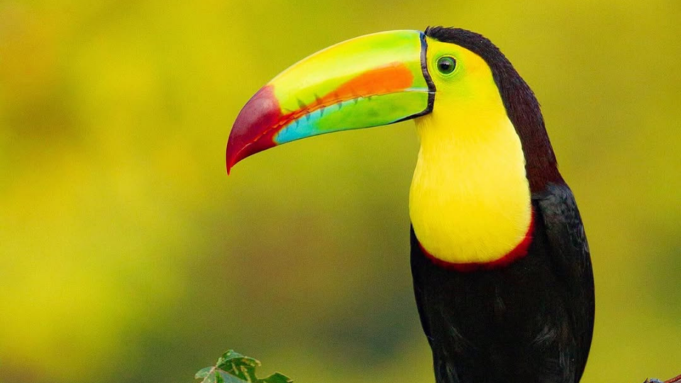 Meet the Birds With the Most Colorful Feathers You've Ever Seen