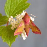 The 12 Most Surprising Animals with Extraordinary Night Vision